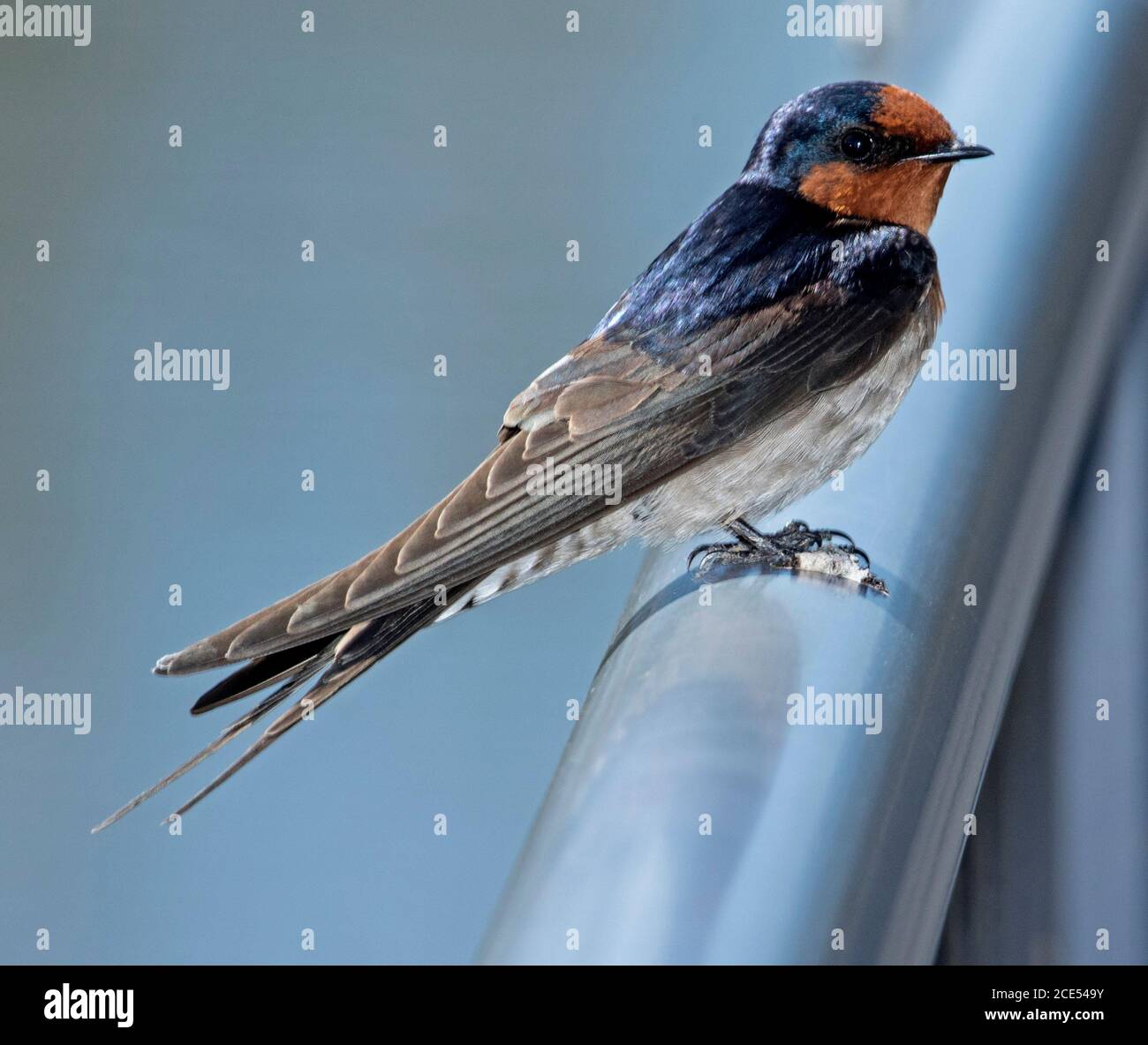 Welcome swallow hi-res stock photography and images - Alamy