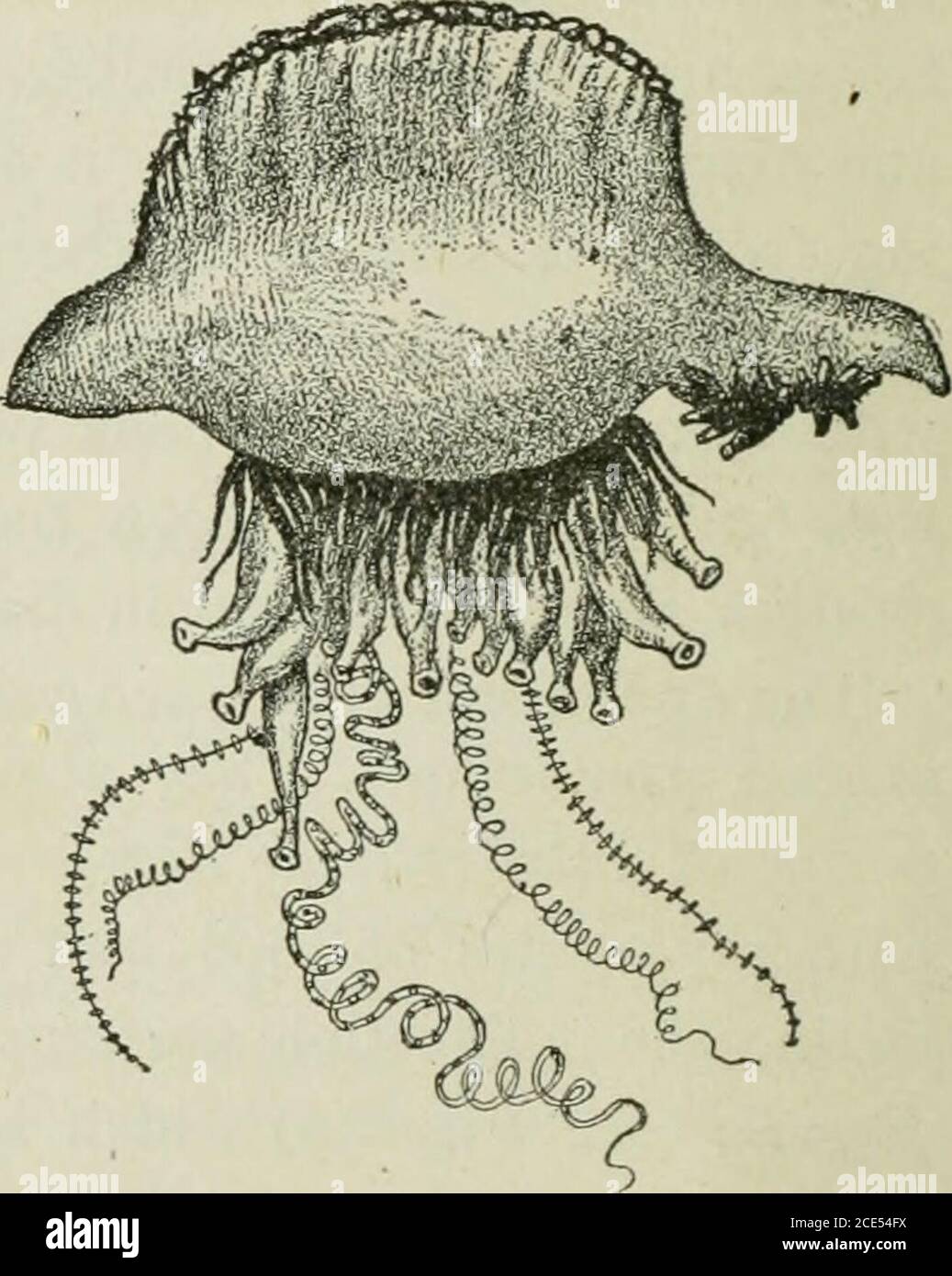 . Beginners' Zoology . Fig. 40.— Hydroid Colony, withnutritive (P ...