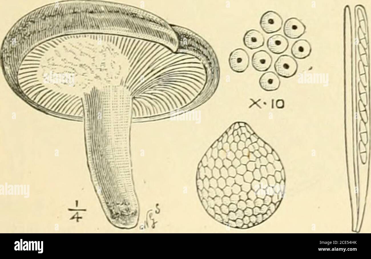 . Guide to Sowerby's models of British fungi in the Department of ...