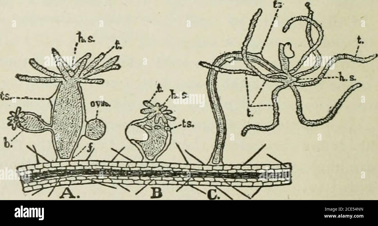 Hydra microscope hi-res stock photography and images - Alamy