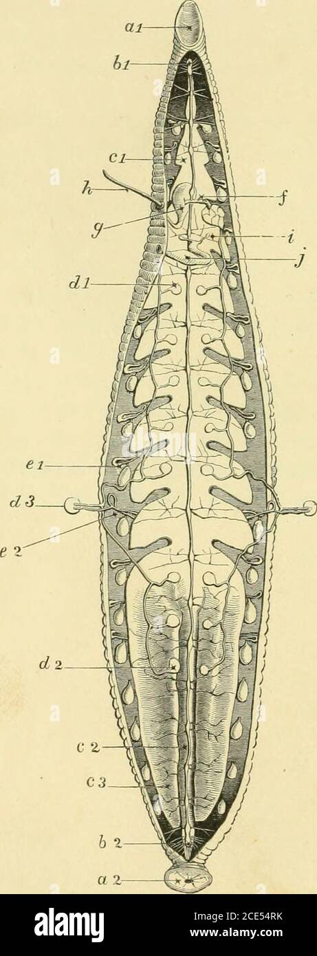 Anatomia animal hi-res stock photography and images - Alamy