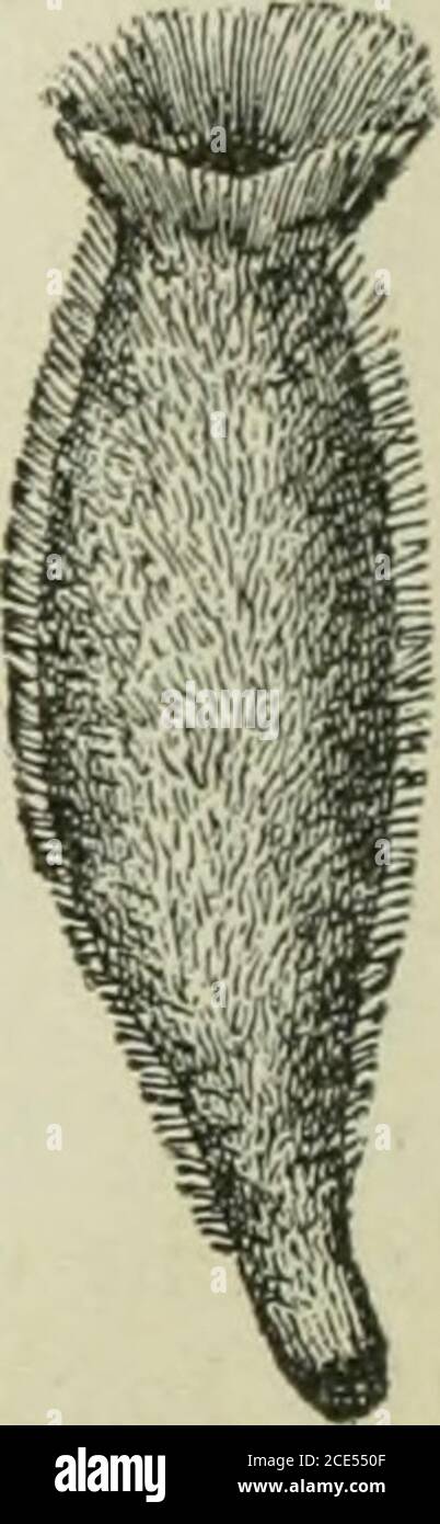 . Beginners' Zoology . om a centralcavity called the cloaca. The canals ...
