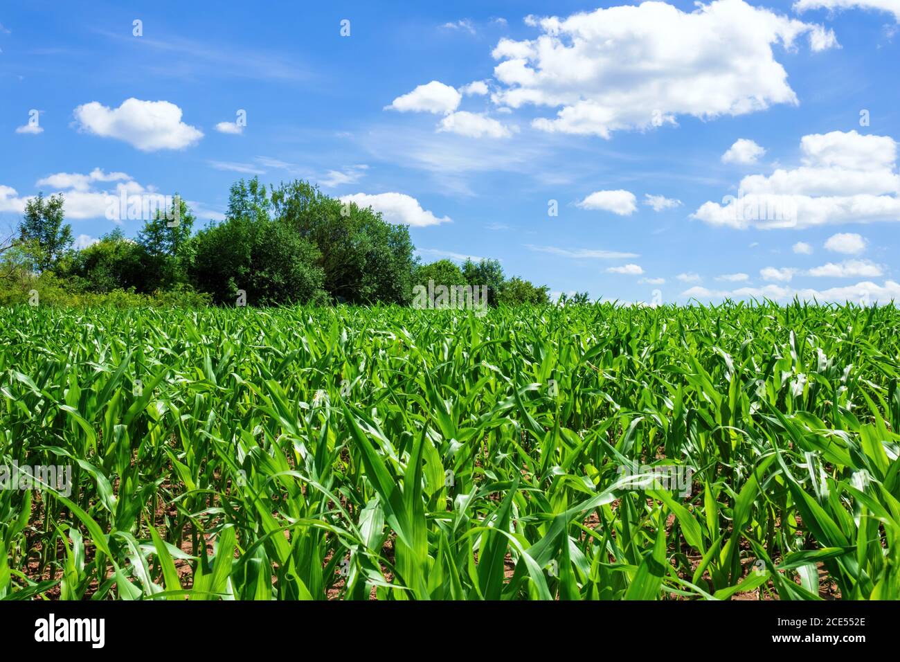 Blue sky over corn field hi-res stock photography and images - Alamy