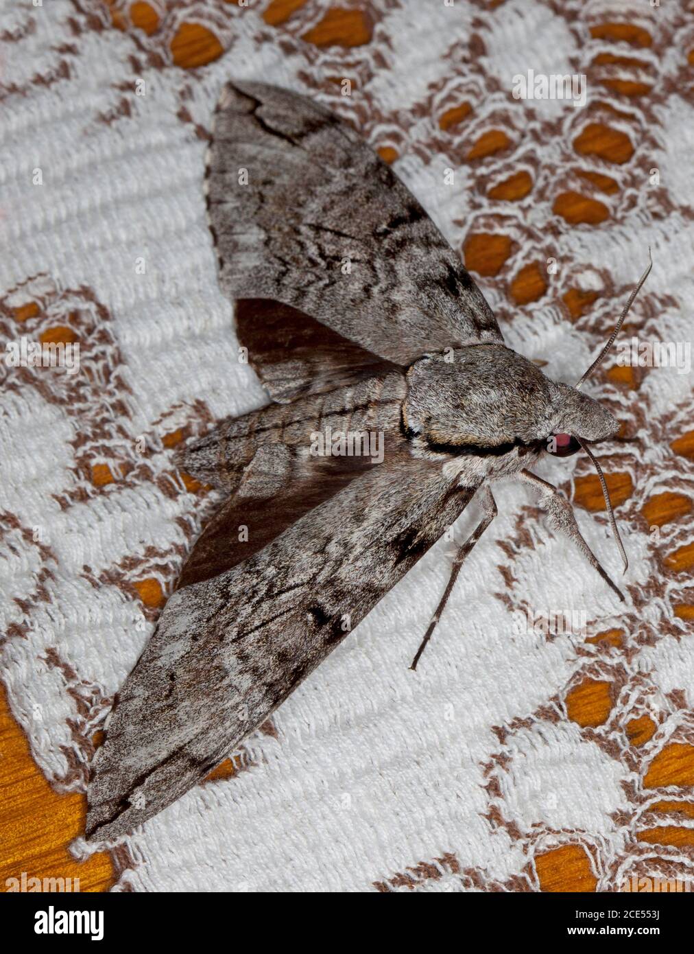 Attractive brown and white Australian Hawk moth, Psilogramma papuensis ...