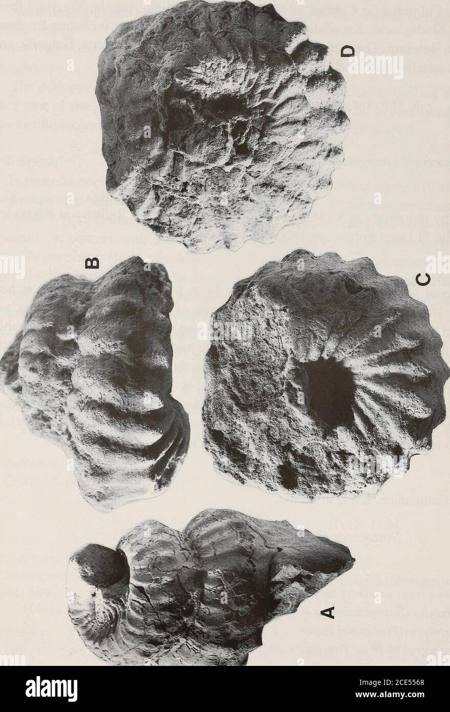 Squat spire hi-res stock photography and images - Alamy