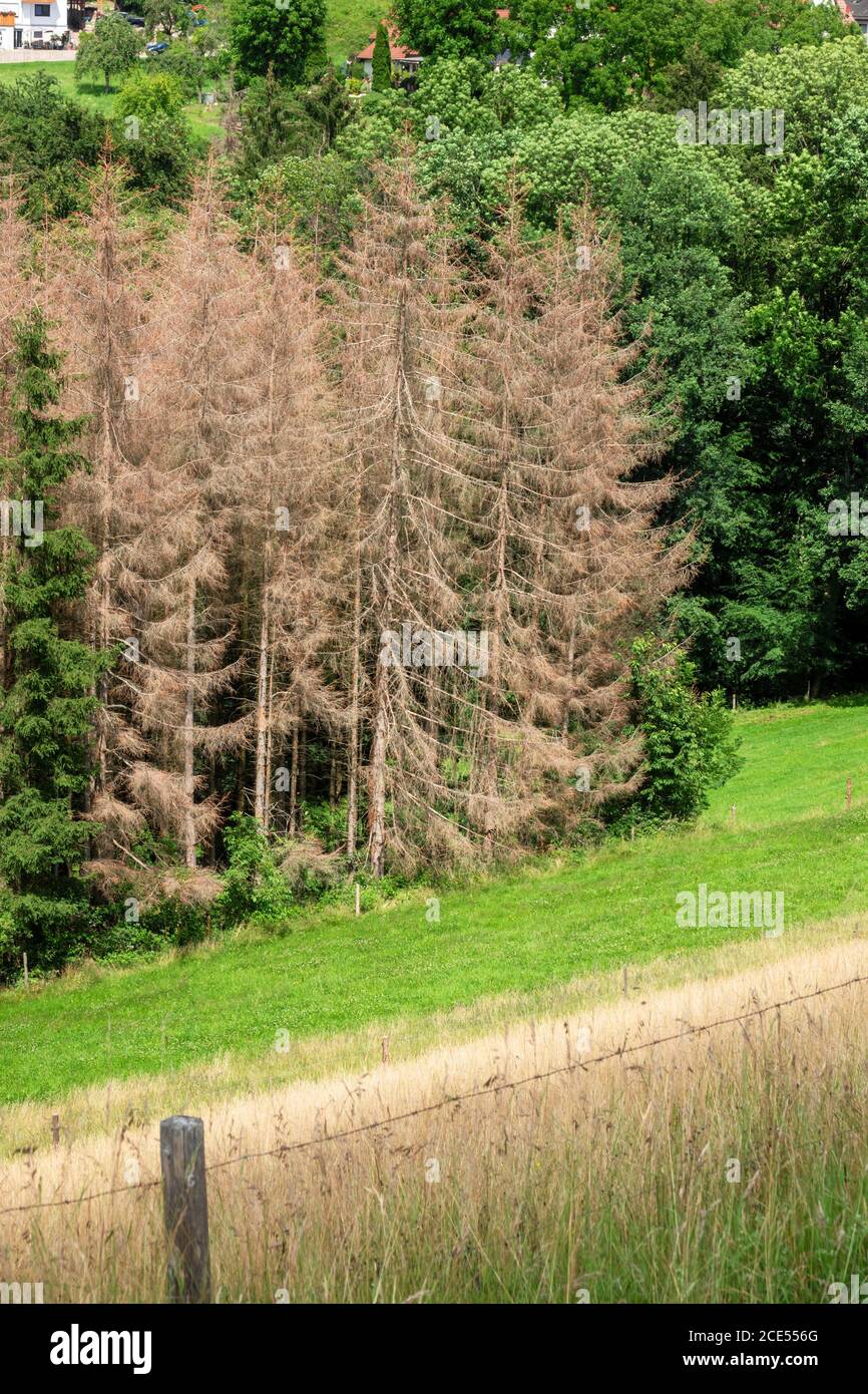 Catastrophic forest dying in hi-res stock photography and images - Alamy