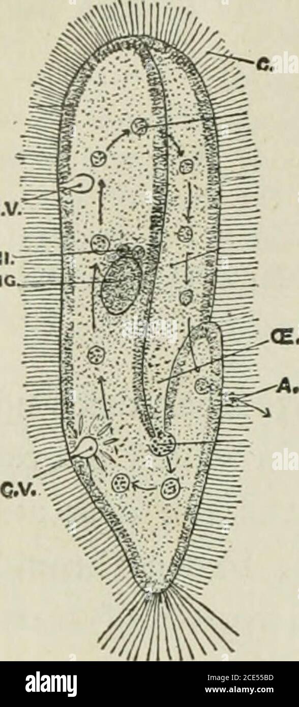 Slipper animalcule hi-res stock photography and images - Alamy