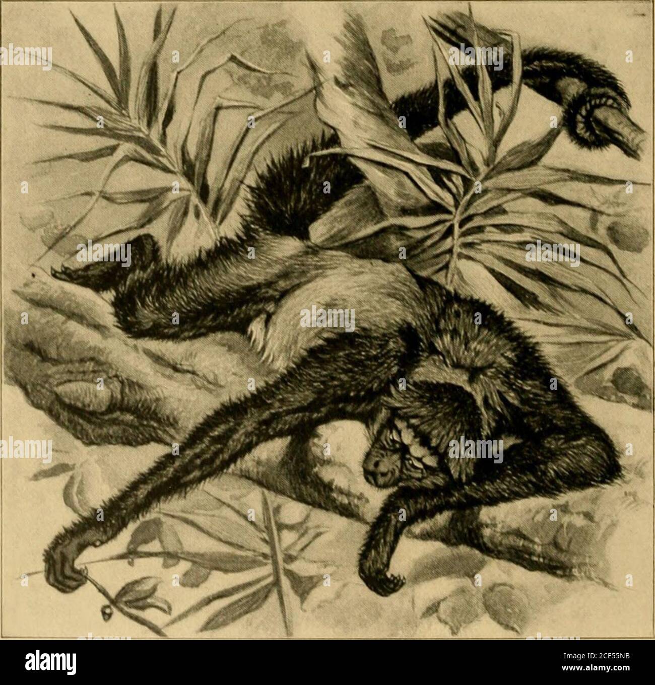 Monkeys live in trees hi-res stock photography and images - Alamy