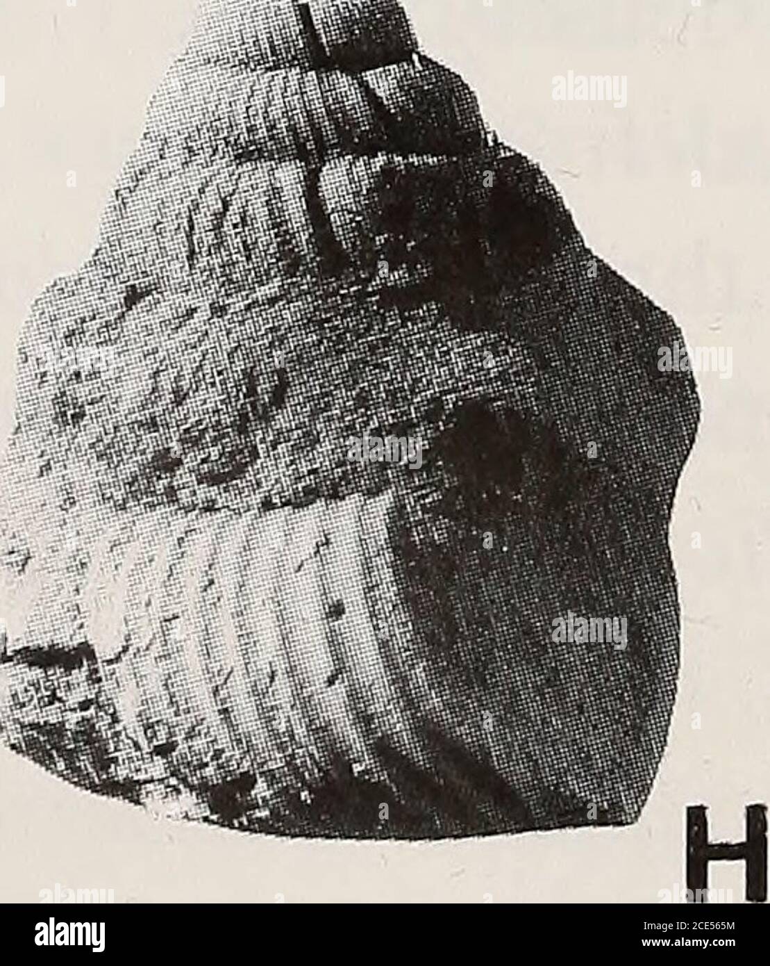 . Annals of the South African Museum = Annale van die Suid-Afrikaanse ...