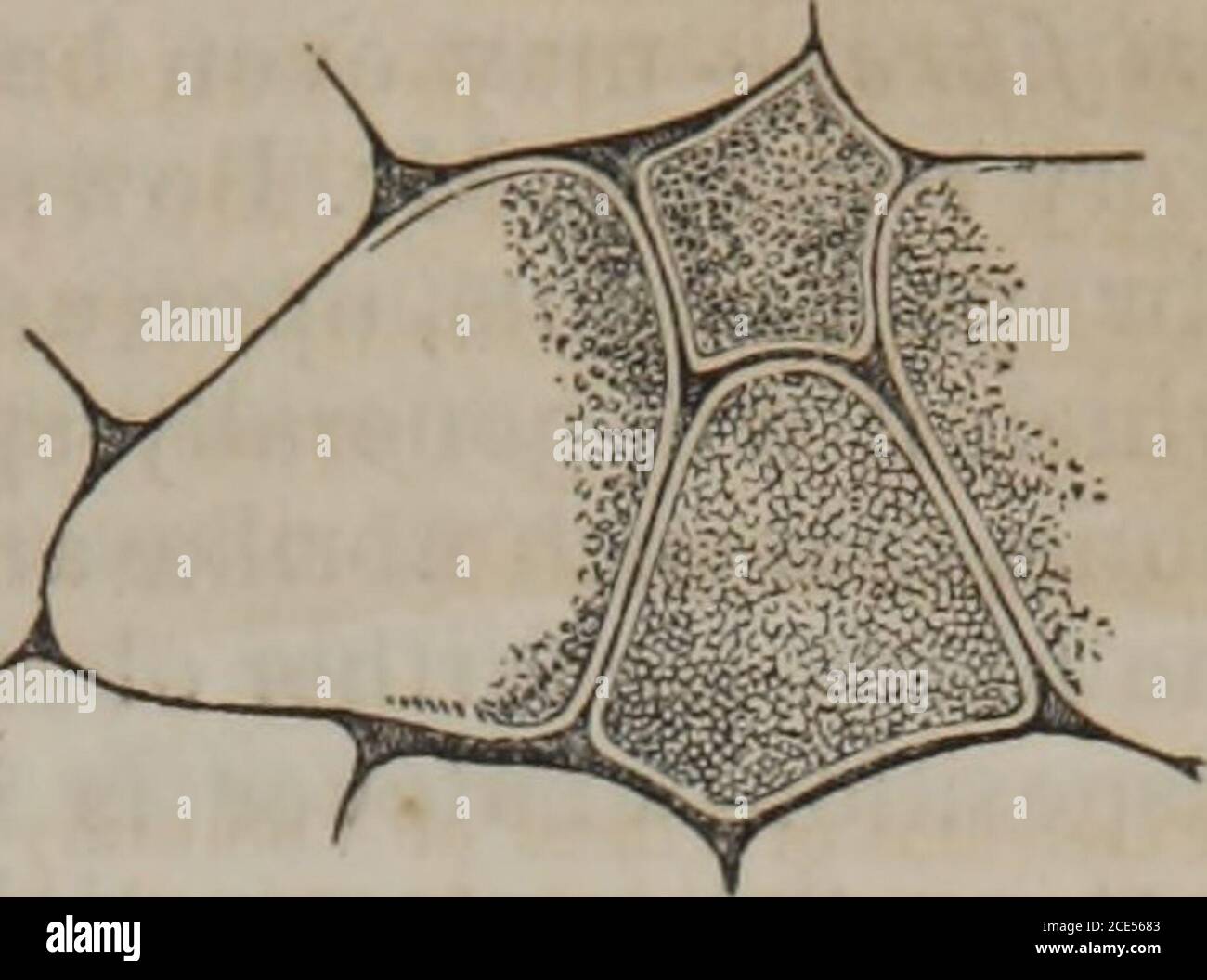 . Human physiology (Volume 1) . Transverse Section of Fibres from the ...