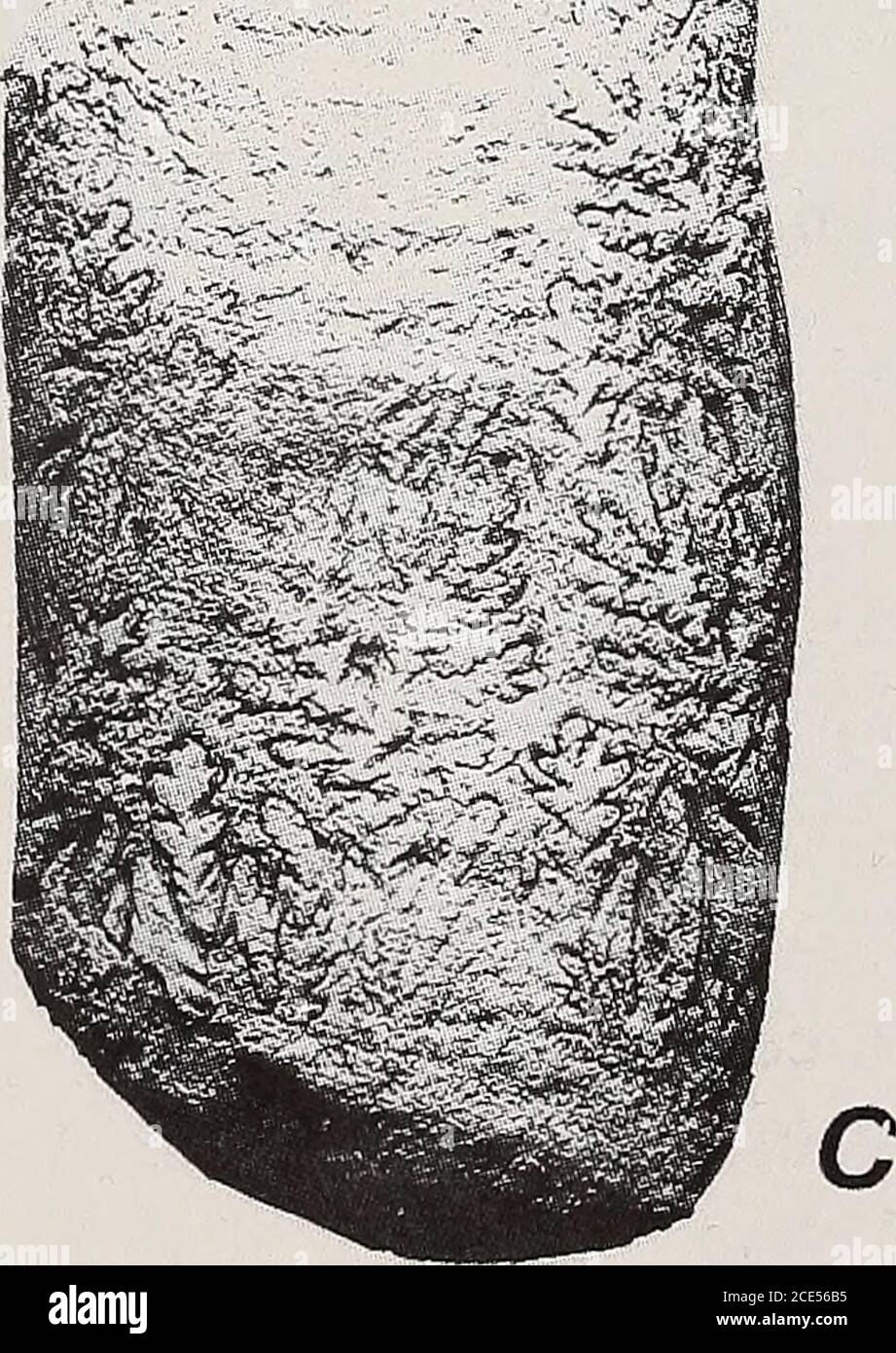. Annals of the South African Museum = Annale van die Suid-Afrikaanse ...