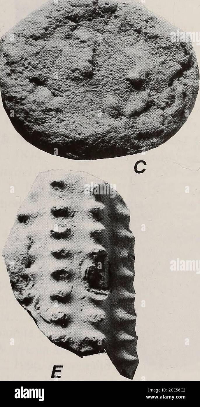 . Annals of the South African Museum = Annale van die Suid-Afrikaanse ...