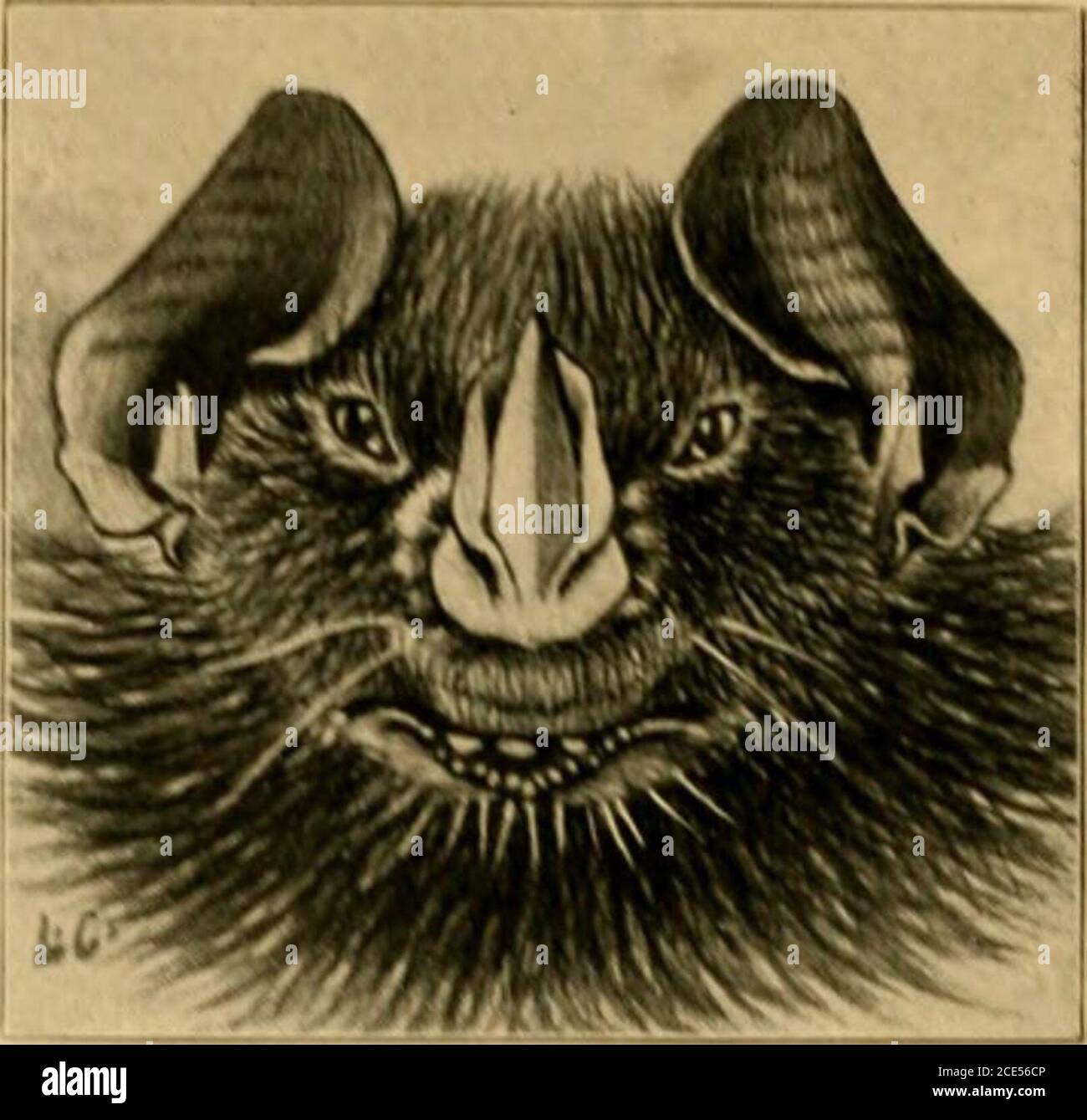 Middle finger skull hi-res stock photography and images - Alamy