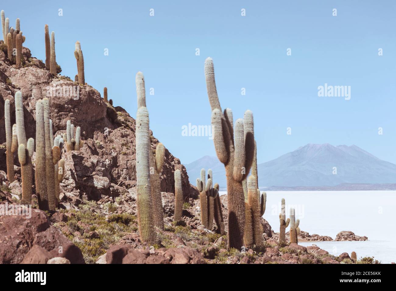 Cactus in Bolivia Stock Photo - Alamy