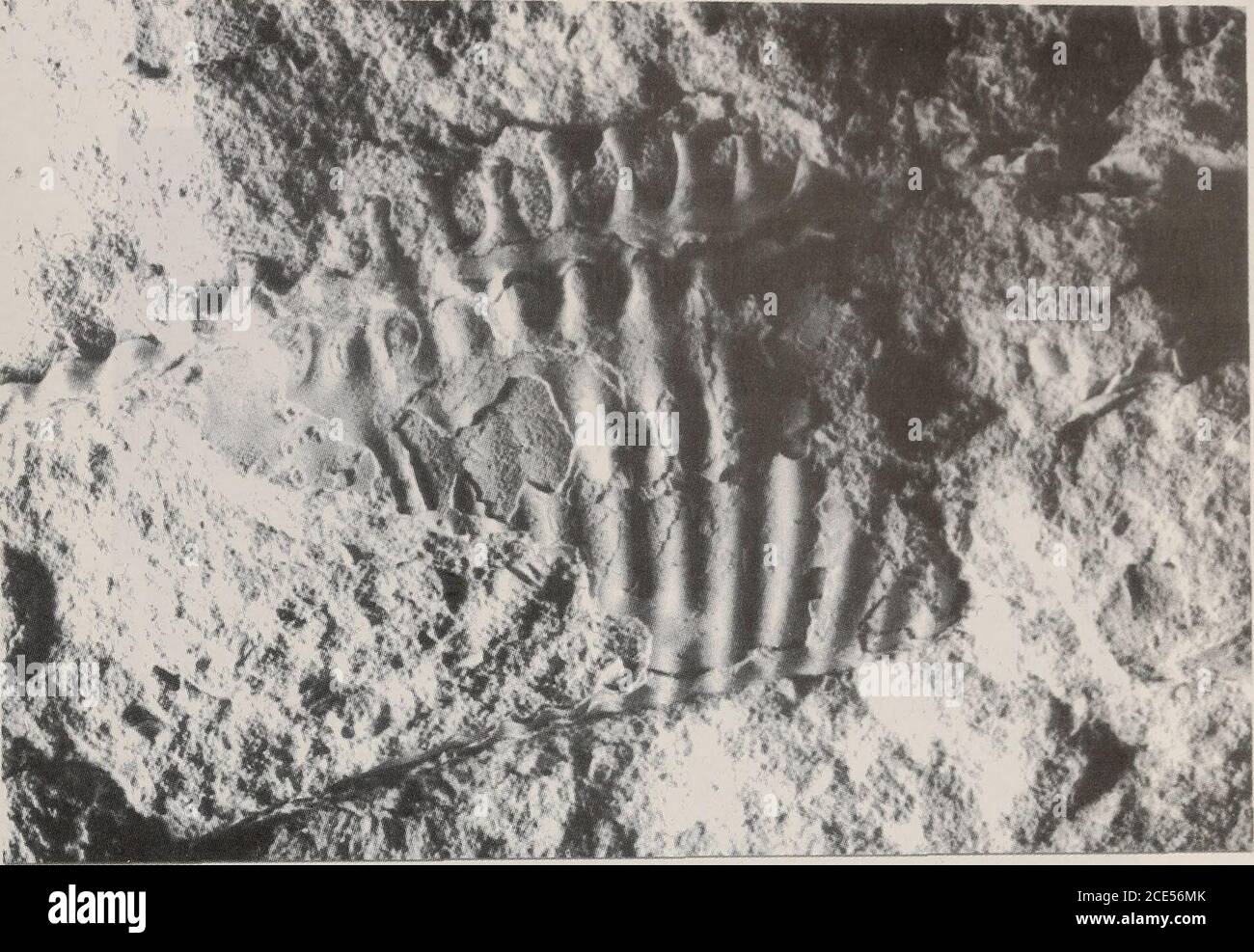 . Annals of the South African Museum = Annale van die Suid-Afrikaanse ...