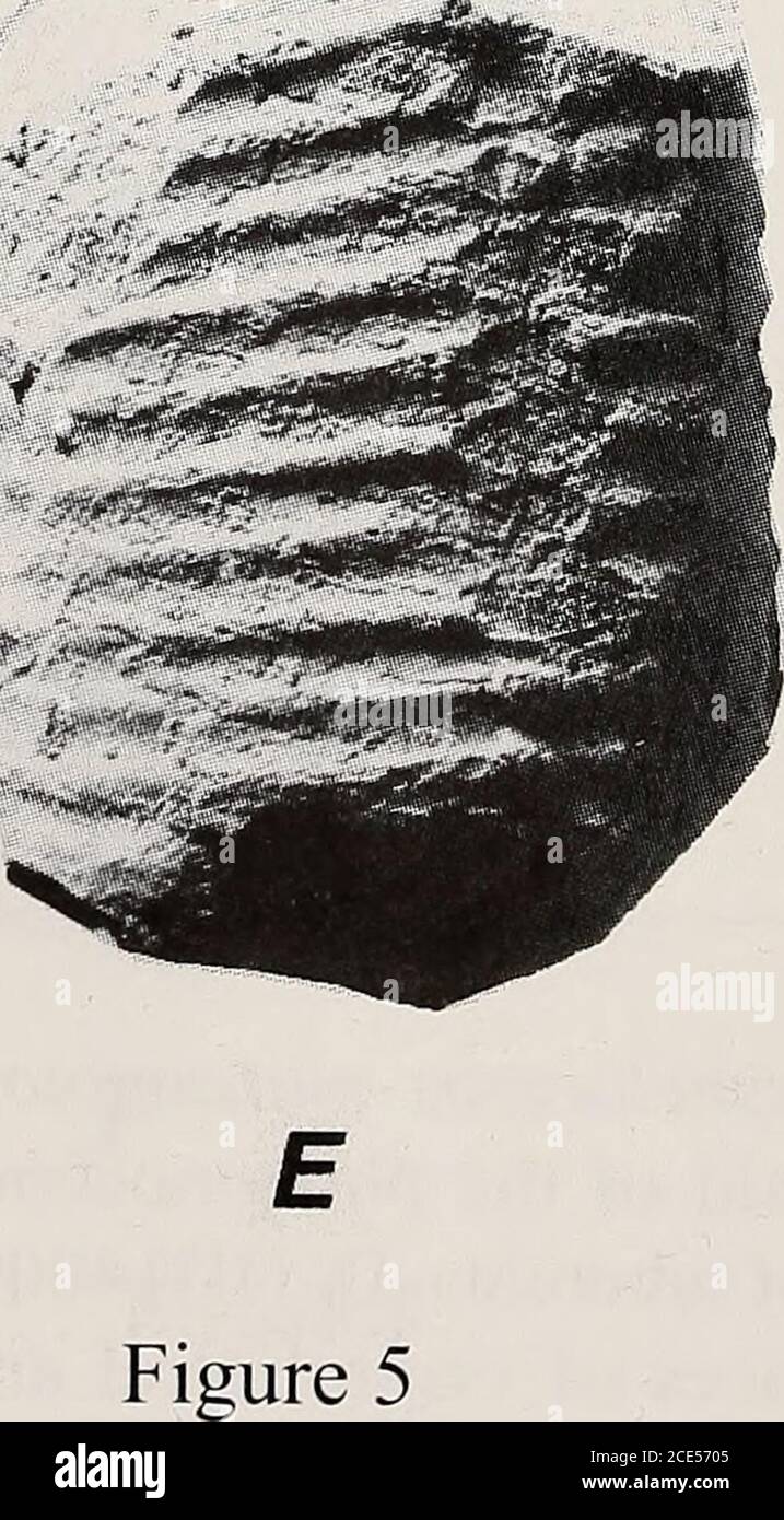 . Annals of the South African Museum = Annale van die Suid-Afrikaanse ...