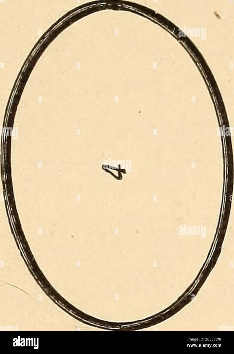 . Spectacles and eyeglasses, their forms, mounting, and proper ...