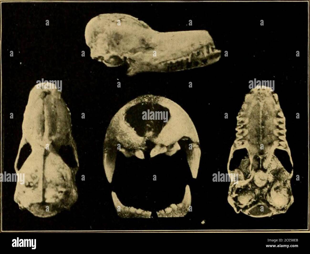 Middle finger skull hi-res stock photography and images - Alamy