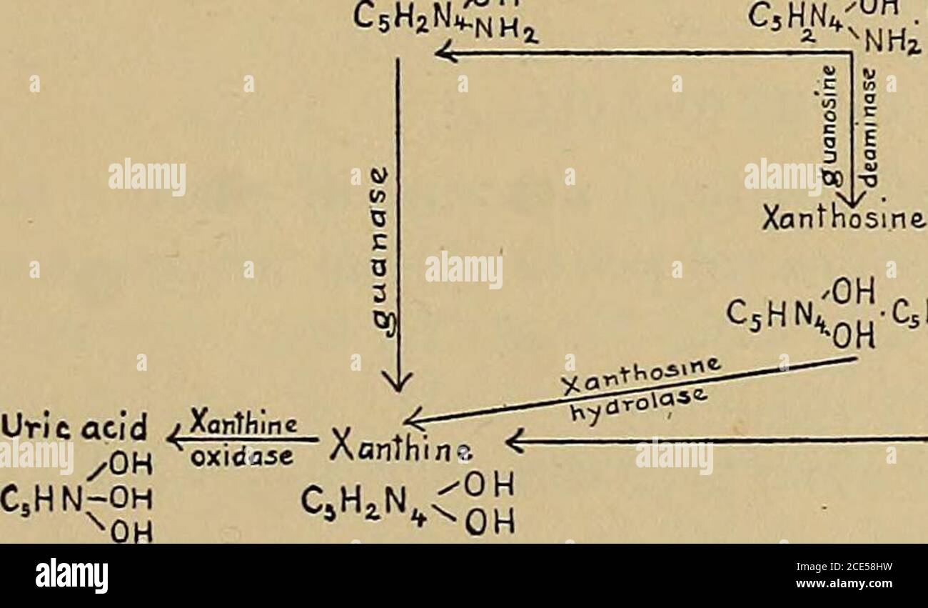Xanthine oxidase hi-res stock photography and images - Alamy