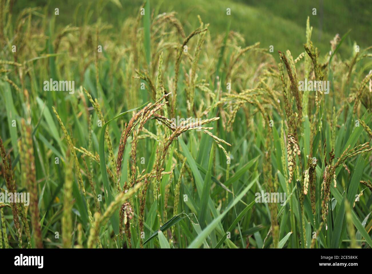 Rice field background hi-res stock photography and images - Alamy