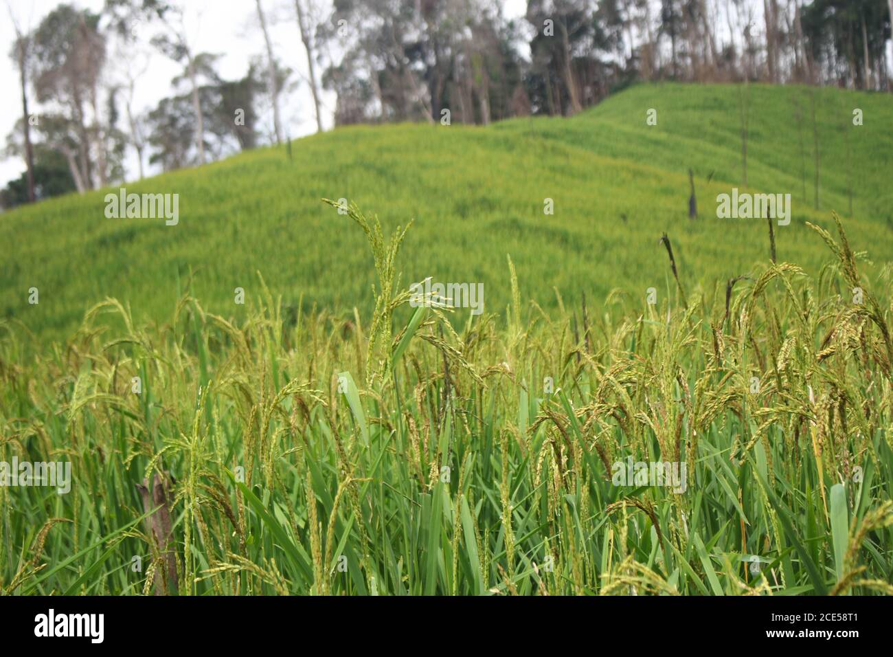 Forest Spreading Mountain Farming rice field Background Image Stock ...