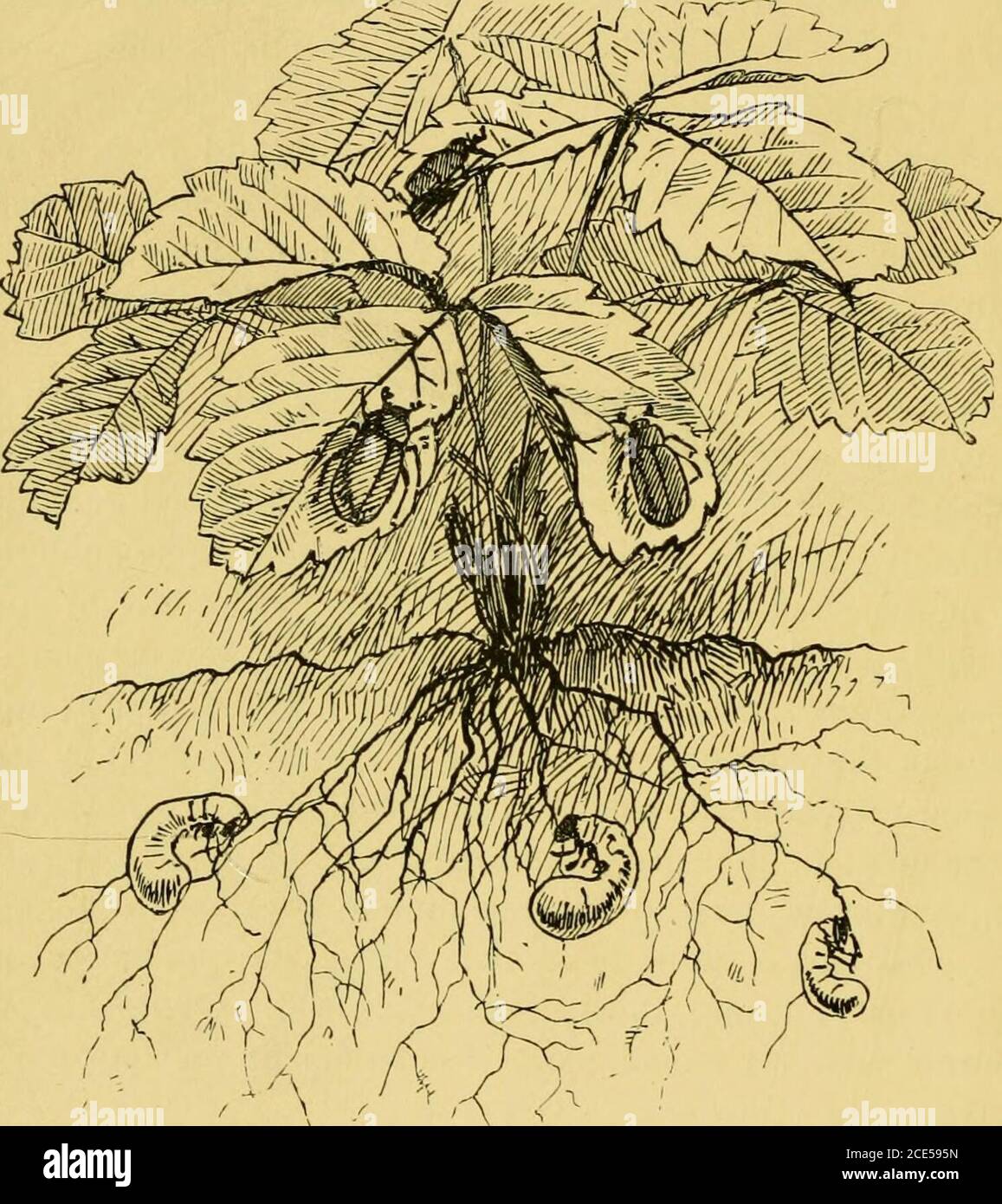 Dieoff hi-res stock photography and images - Alamy