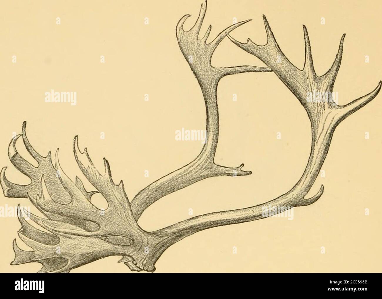 6 ft horn hi-res stock photography and images - Alamy