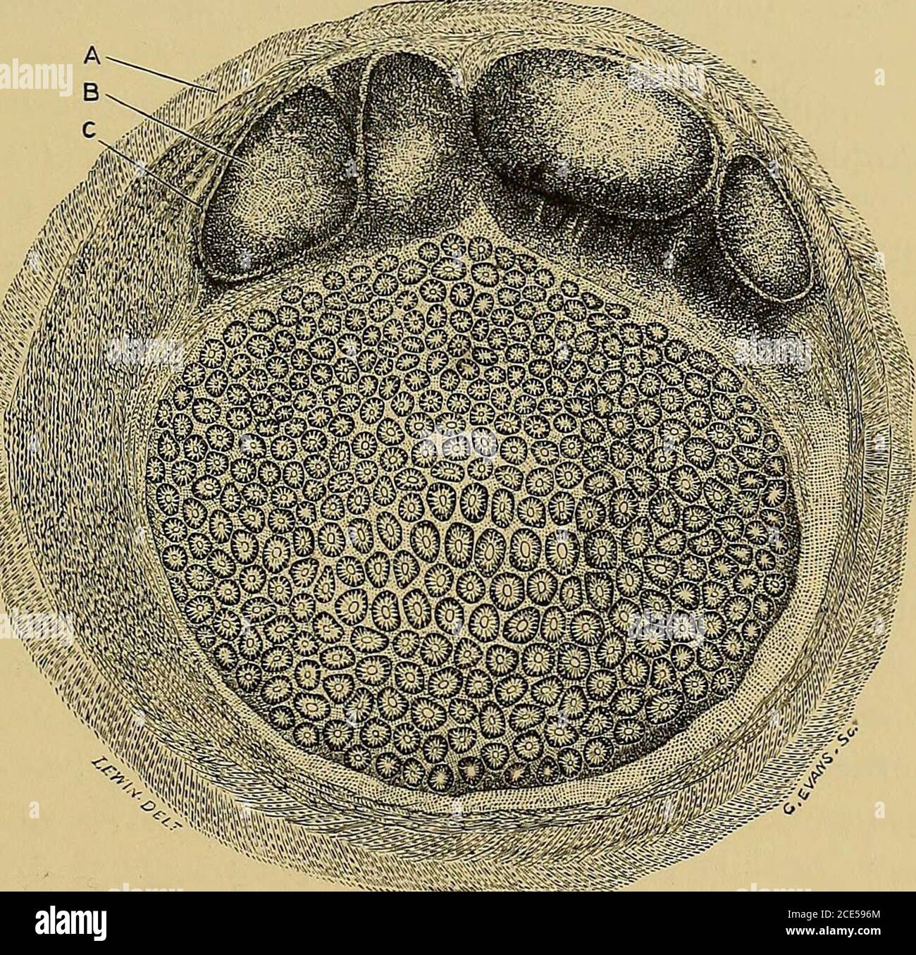 . A contribution to the pathology of the vermiform appendix . cells ...
