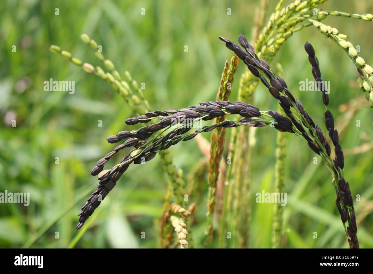 black rice farming mountain rice field country side Image Stock Photo ...