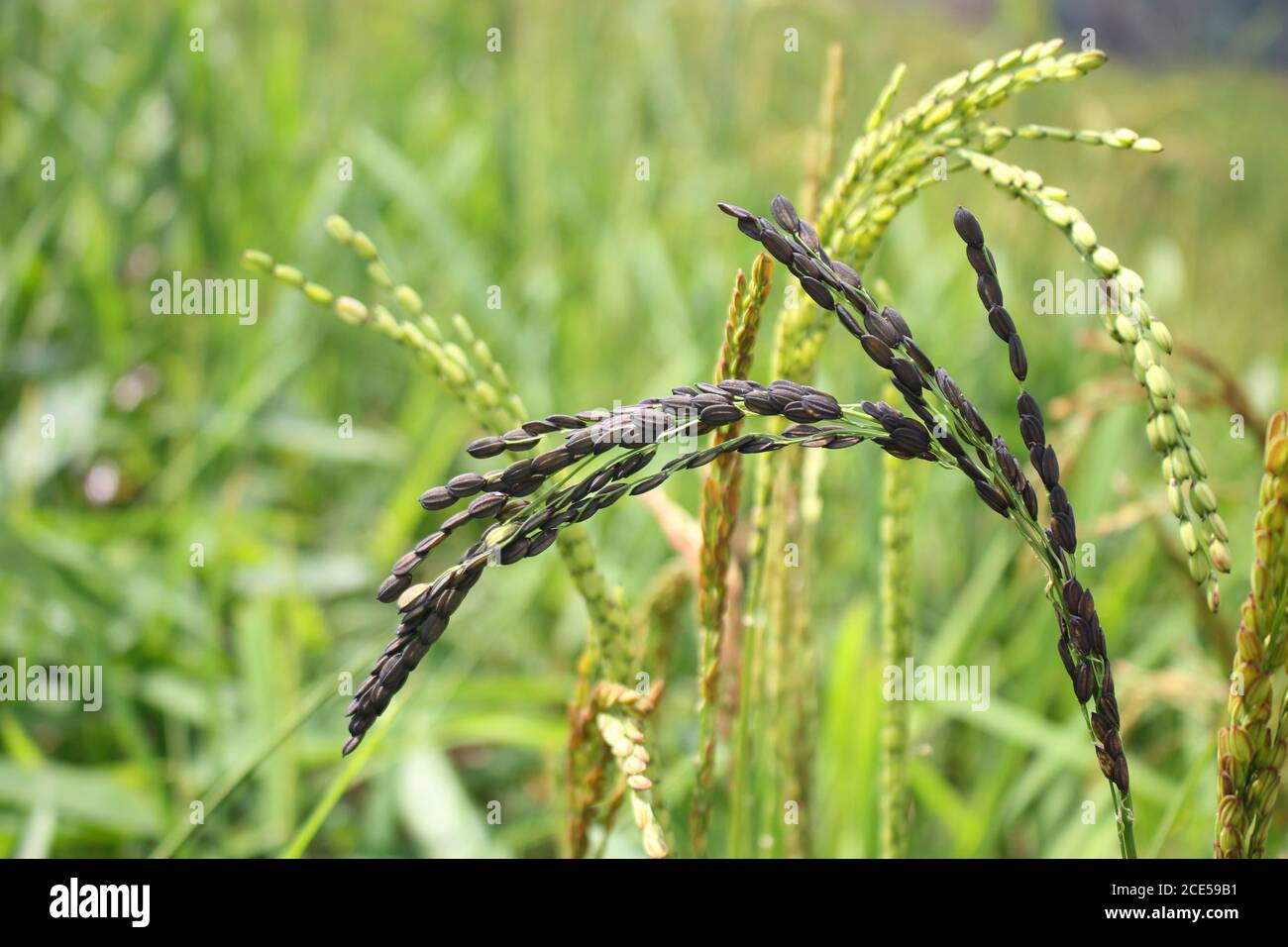 black rice farming mountain rice field country side Image Stock Photo ...