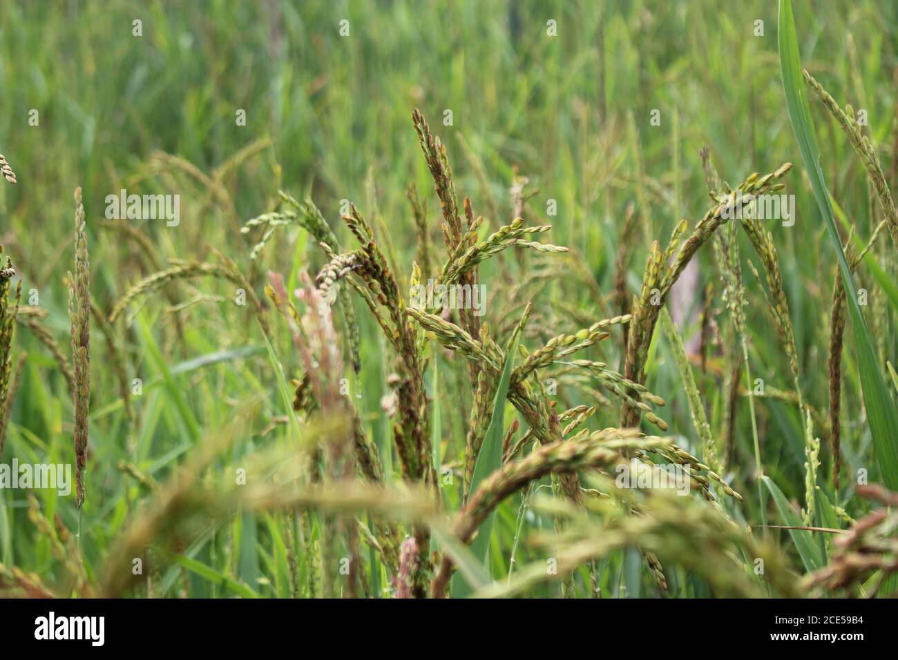 Rice field background hi-res stock photography and images - Alamy