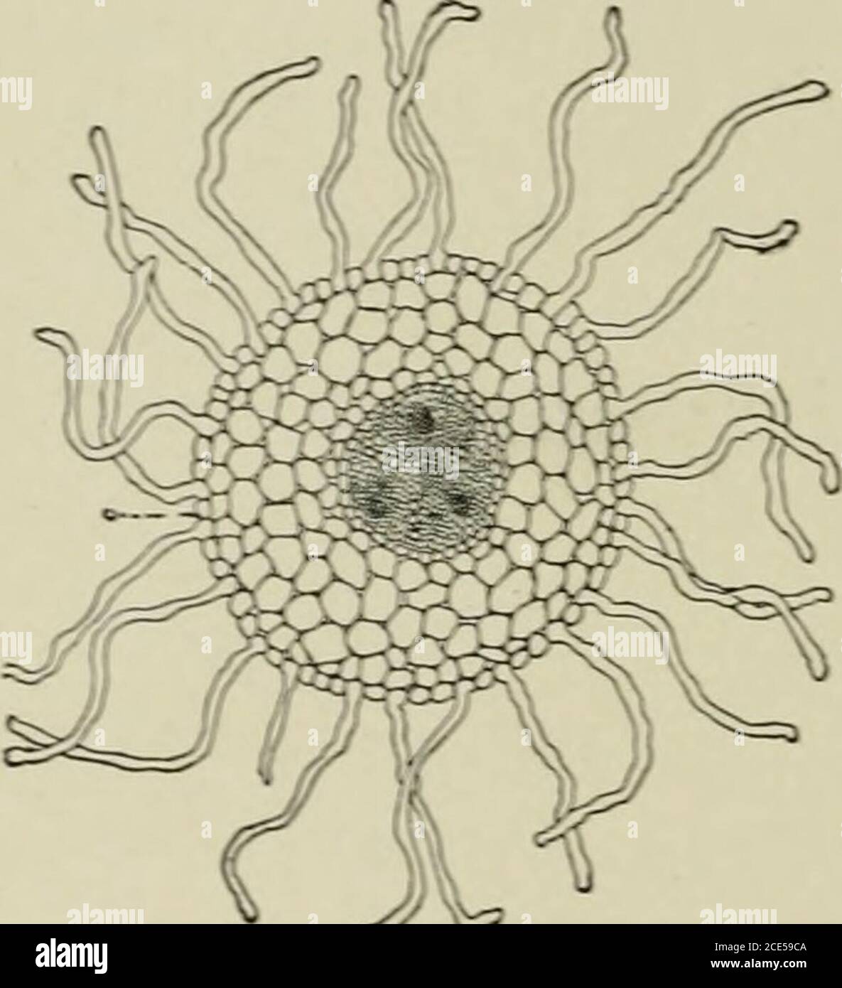 . The principles of agriculture; a text-book for schools and rural ...