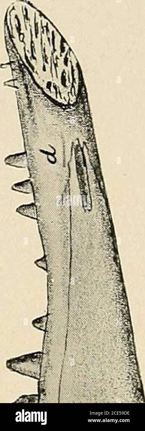 Labidosaurus hi-res stock photography and images - Alamy