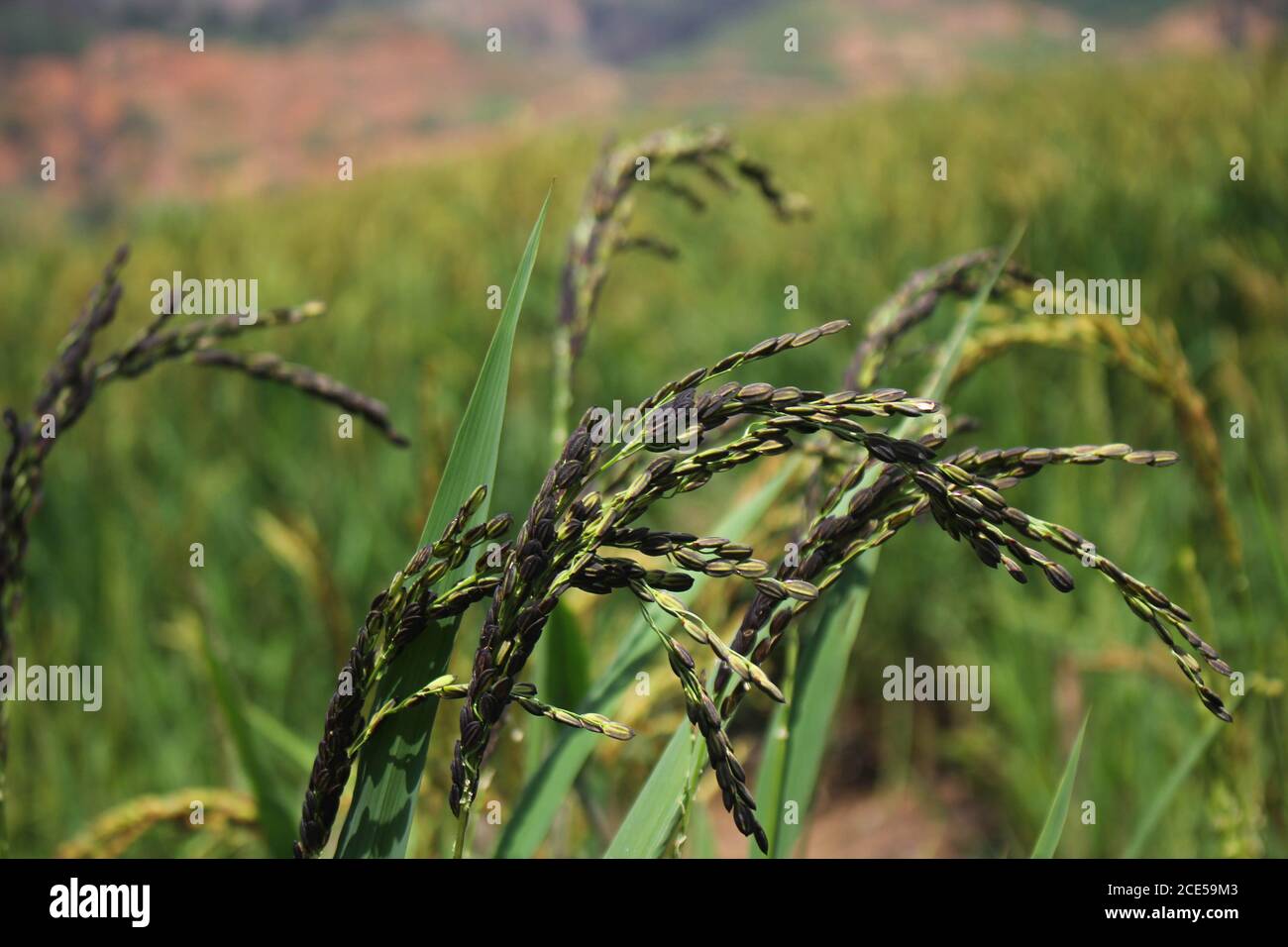 black rice farming mountain rice field country side Image Stock Photo ...