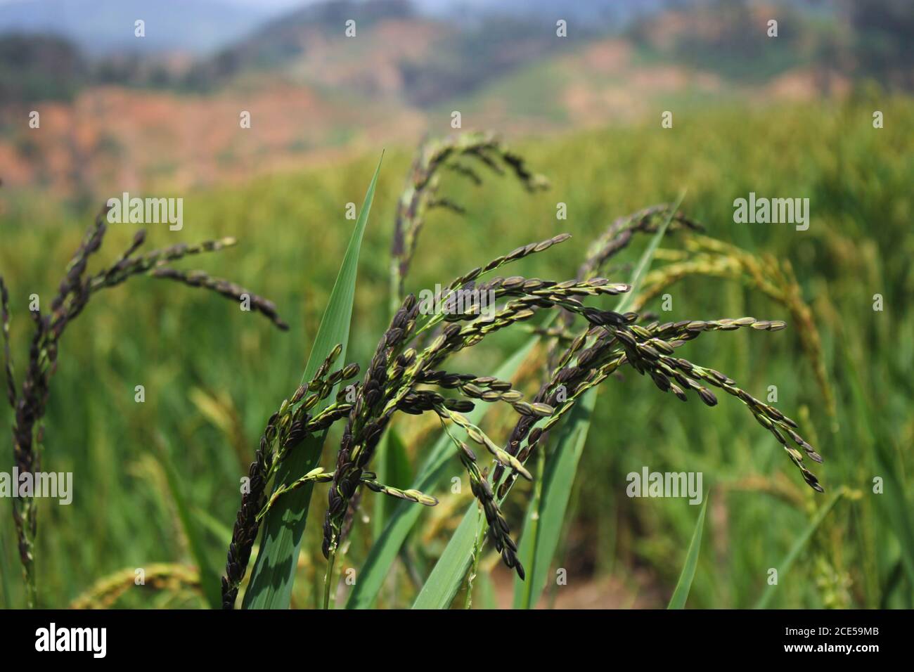black rice farming mountain rice field country side Image Stock Photo ...