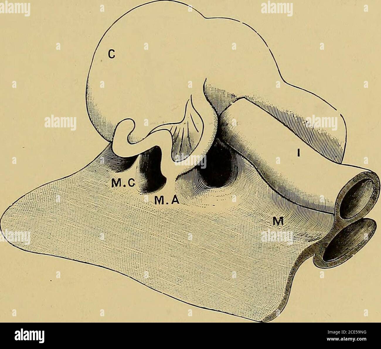 Booksubjectappendicitis hi-res stock photography and images - Alamy