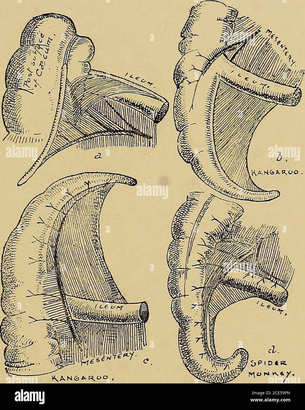 Anatomia anatomica hi-res stock photography and images - Alamy