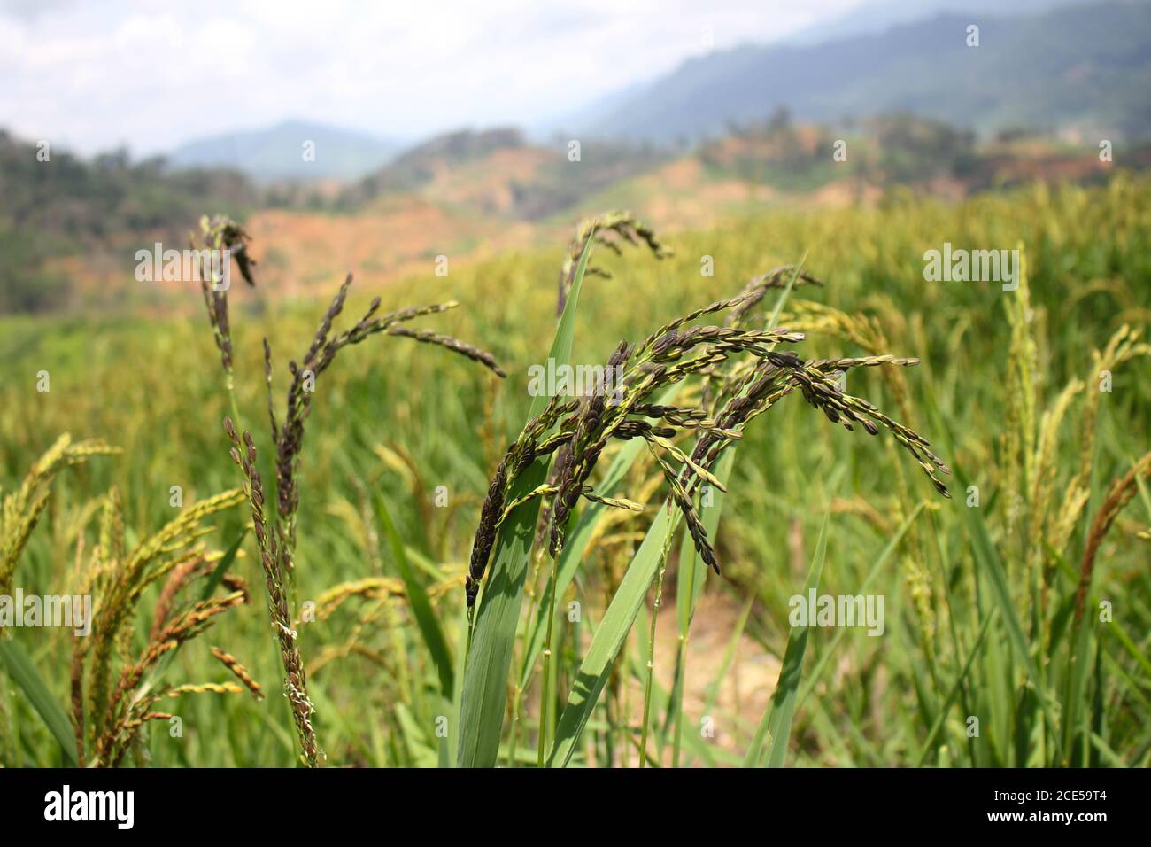 black rice farming mountain rice field country side Image Stock Photo ...