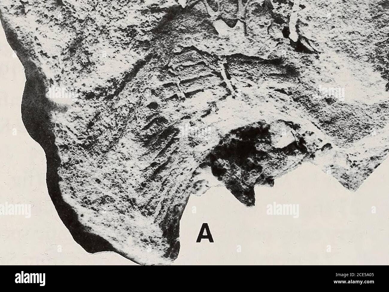 . Annals of the South African Museum = Annale van die Suid-Afrikaanse ...