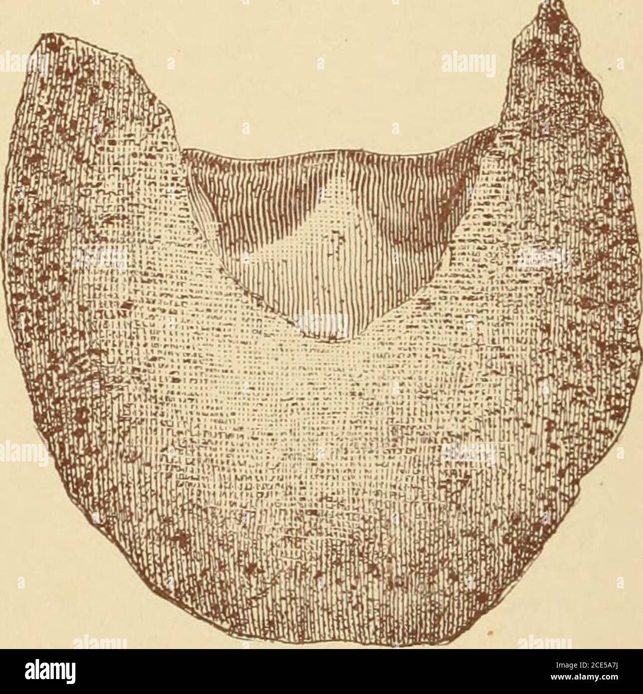 . The foot of the horse; or, Lameness and all diseases of the feet ...