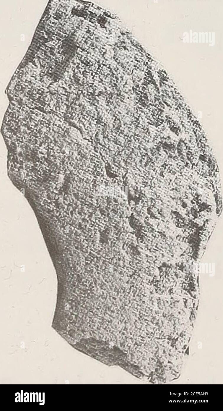 . Annals of the South African Museum = Annale van die Suid-Afrikaanse ...