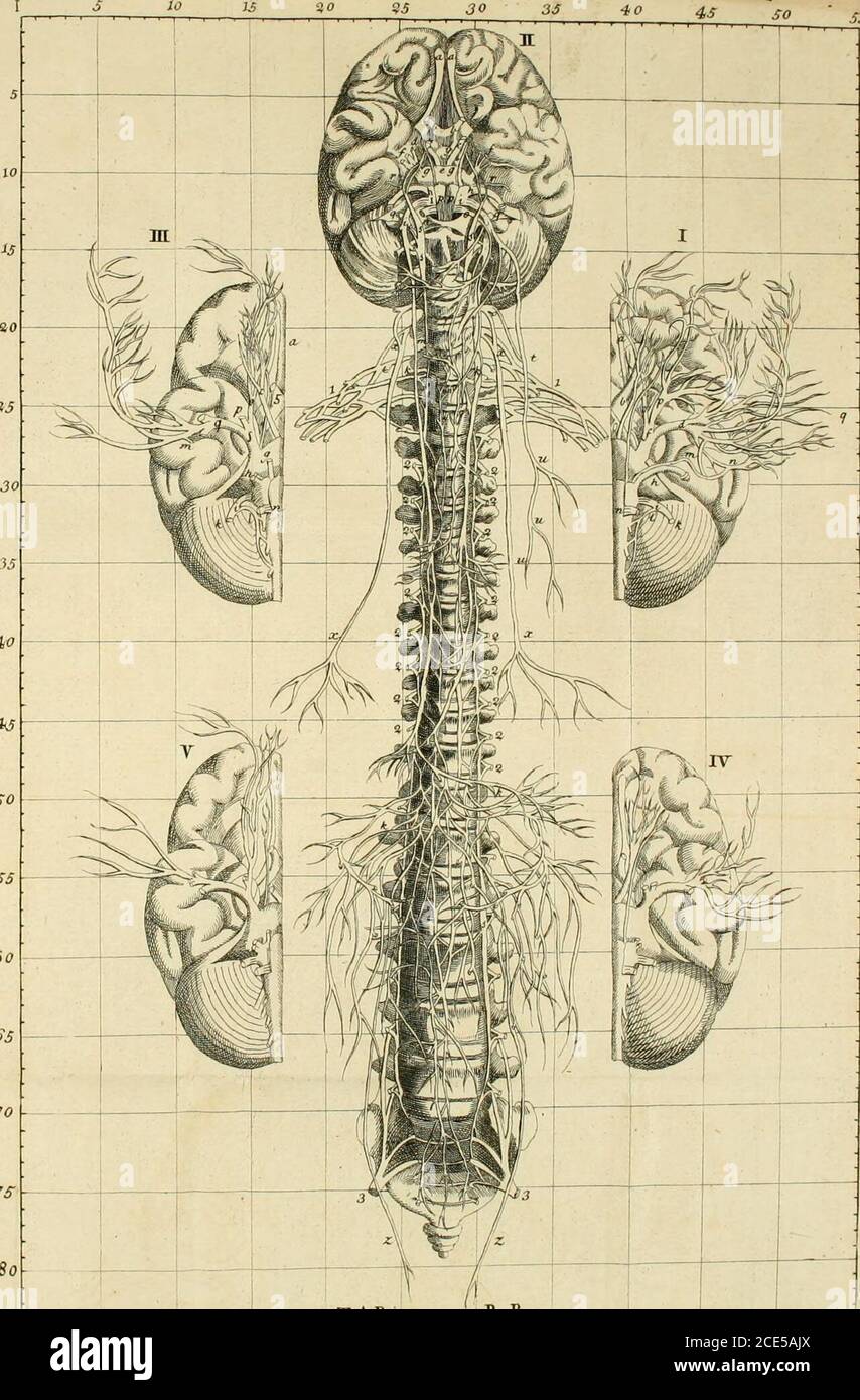 . An anatomical exposition of the structure of the human body . 30 3S ...