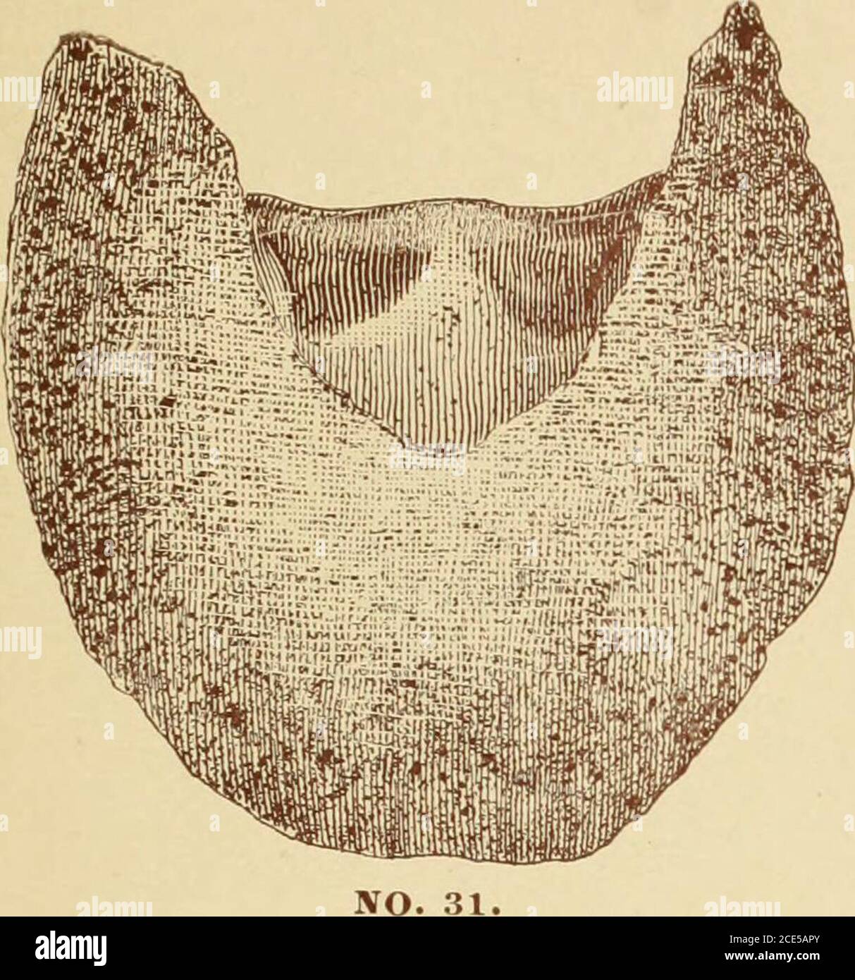 Unbalanced feet hi-res stock photography and images - Alamy