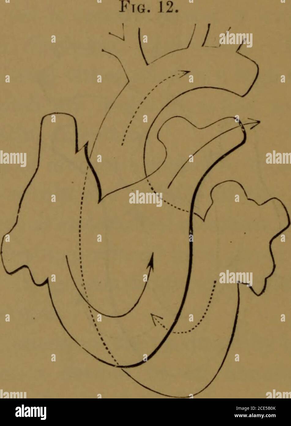 . A manual of auscultation and percussion : embracing the physical ...
