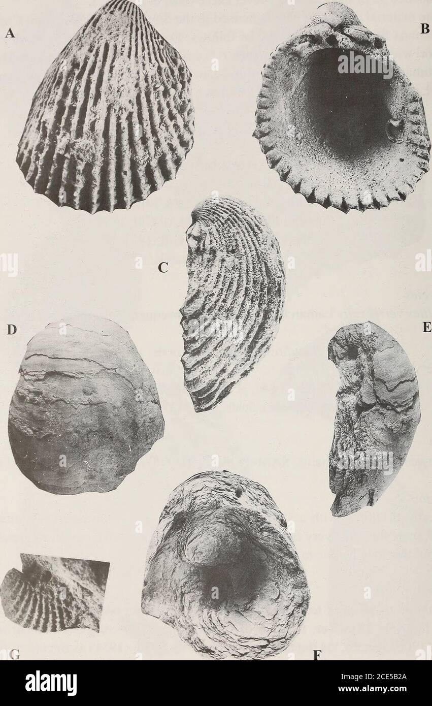 . Annals of the South African Museum = Annale van die Suid-Afrikaanse ...