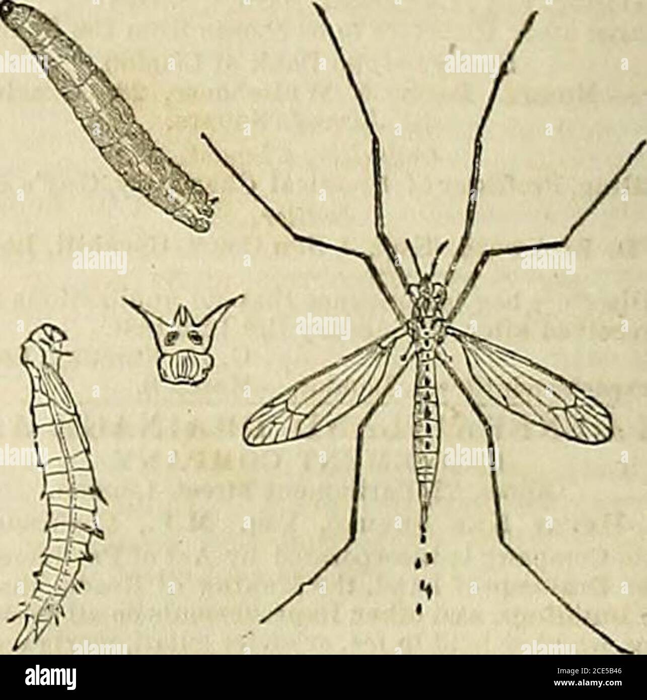 White maggots hi-res stock photography and images - Alamy