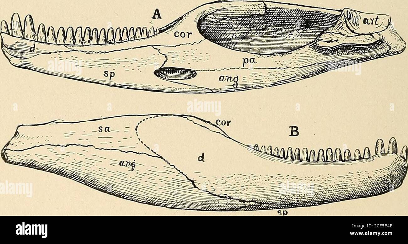 Labidosaurus hi-res stock photography and images - Alamy