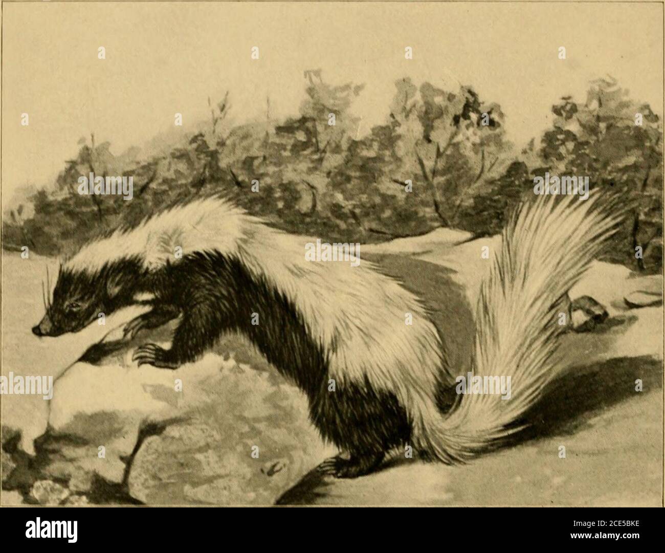 Rump vertebra hi-res stock photography and images - Alamy