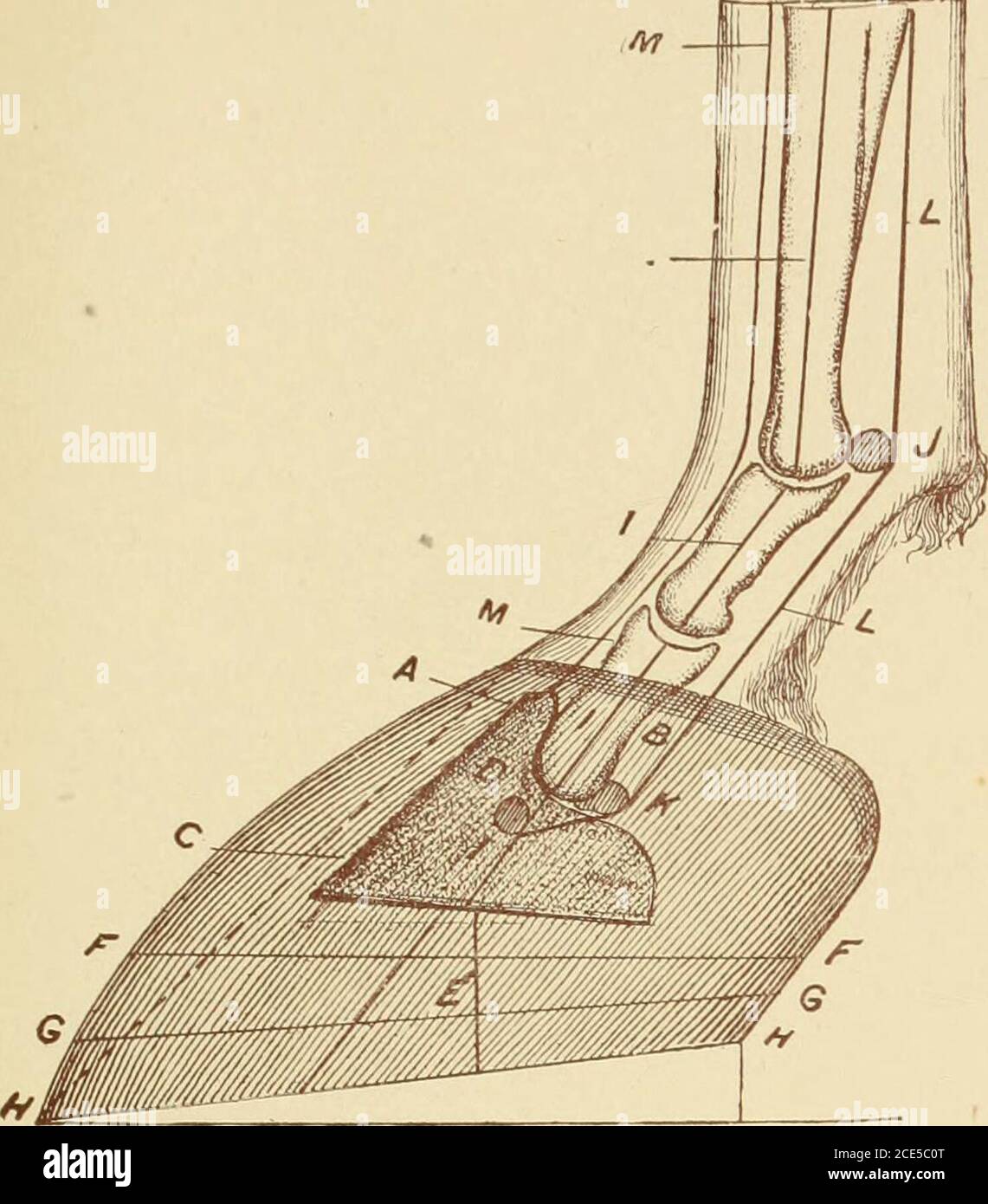 . The foot of the horse; or, Lameness and all diseases of the feet ...