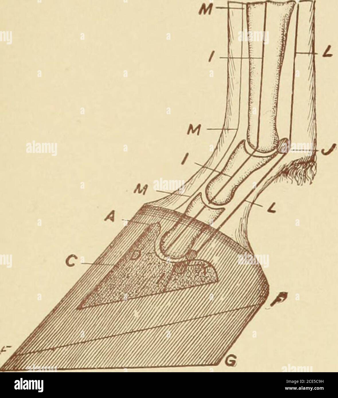 Pedal bone horse hi-res stock photography and images - Alamy